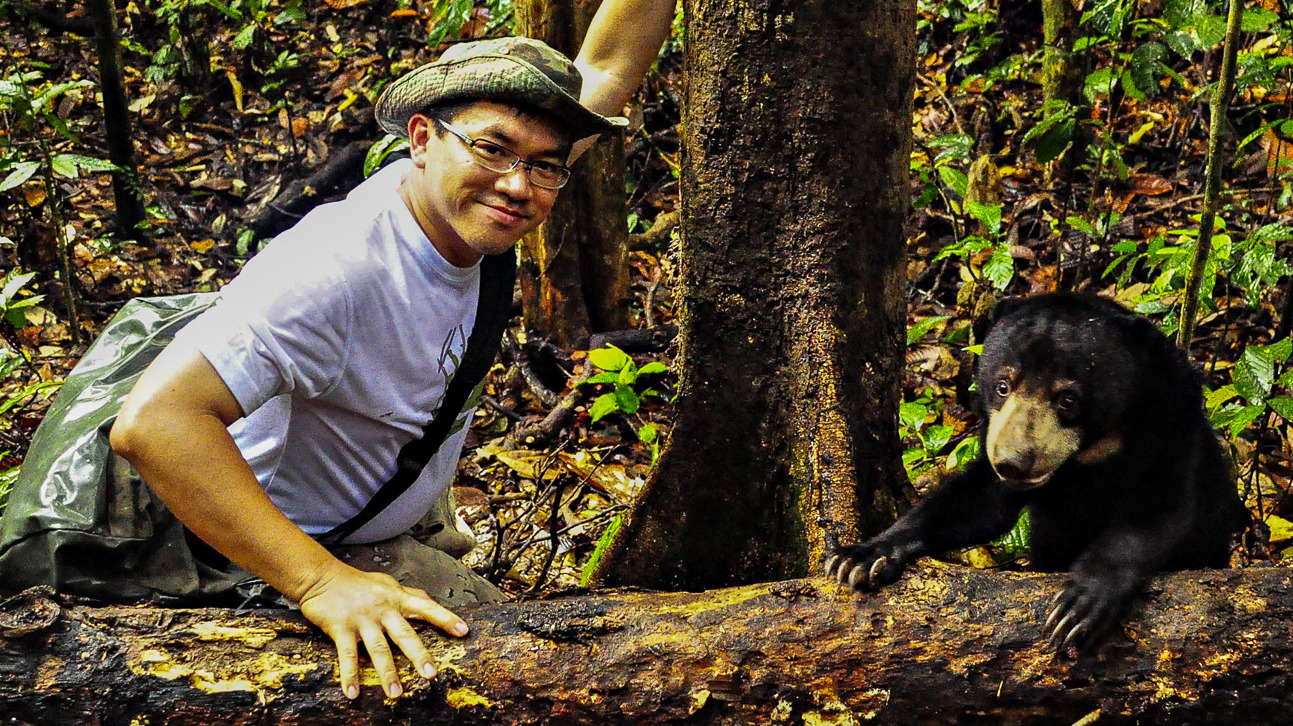 sun bear size comparison